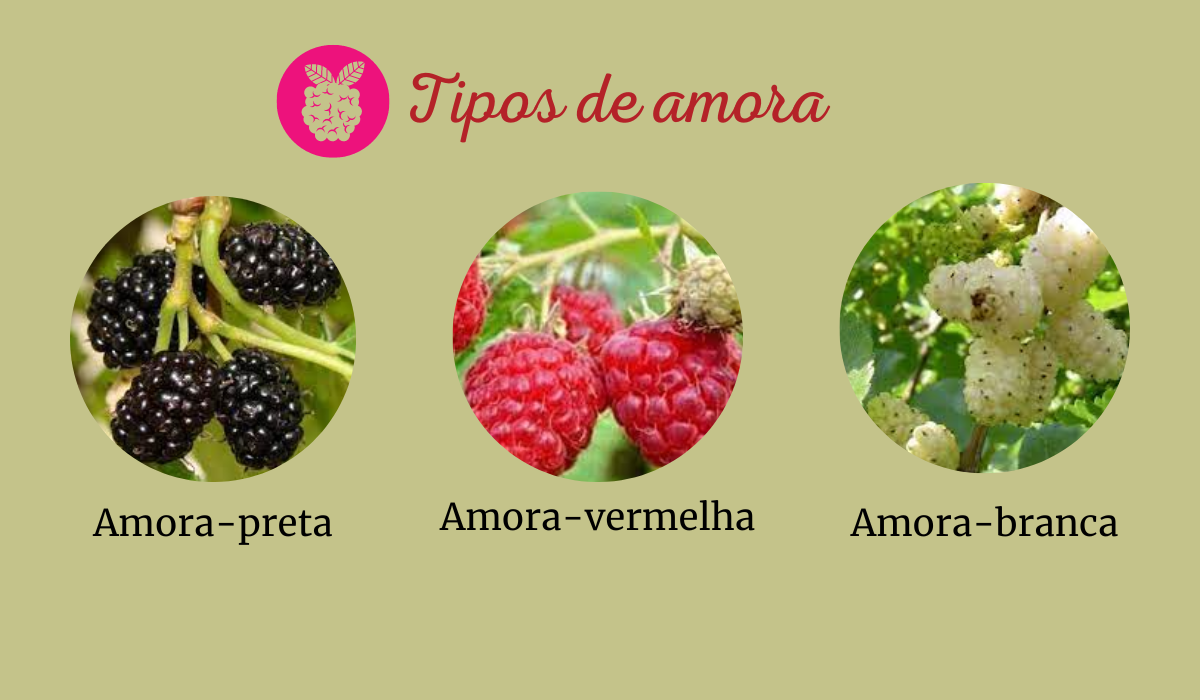 8 benefícios da amora - Receitas Maravilhosa